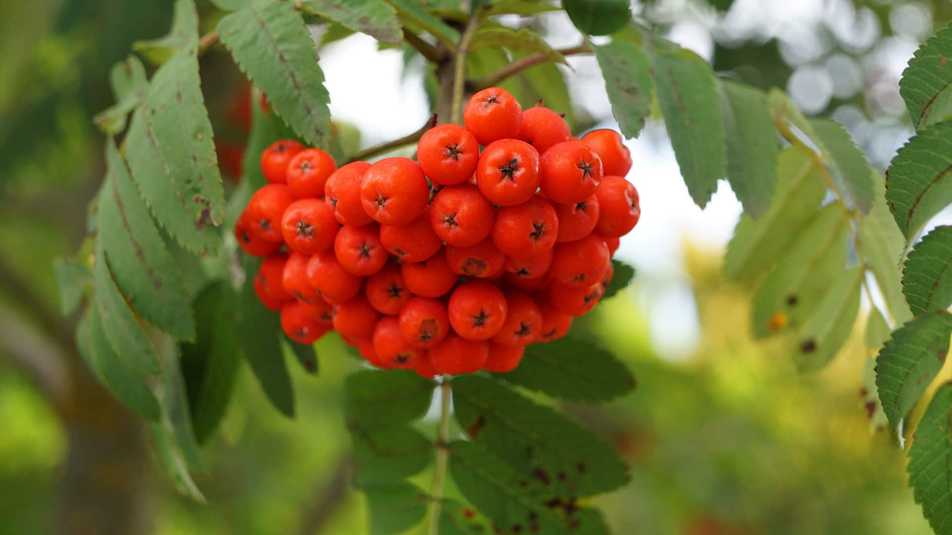 Vogelbeeren: Die Früchte der Eberesche essen | EDEKA