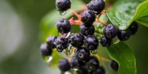 Warenkunde (Glossar) » Alles über Lebensmittel | EDEKA