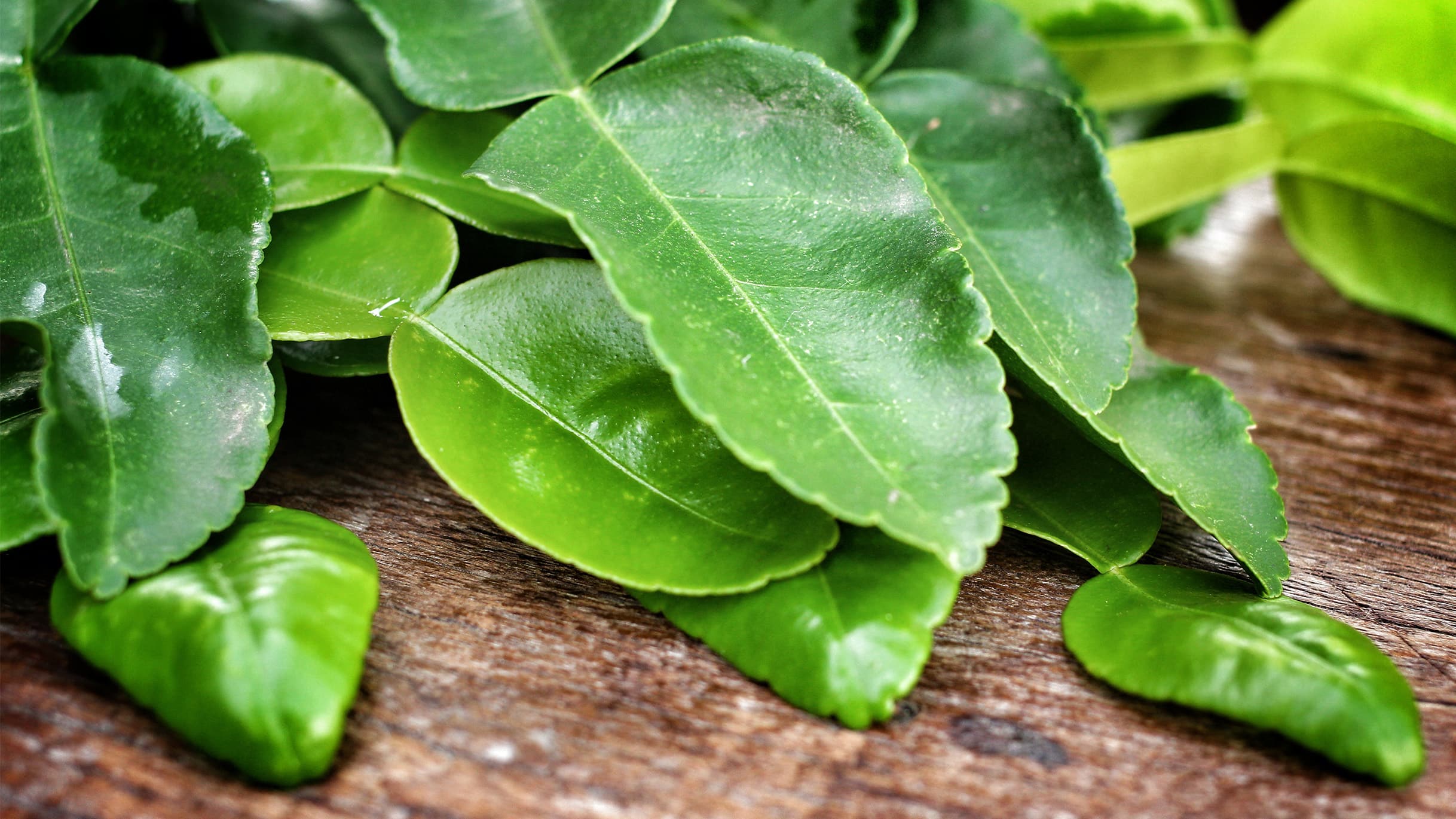 Limettenblätter | EDEKA