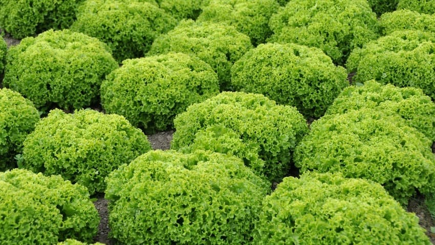 Lollo Bianco | EDEKA