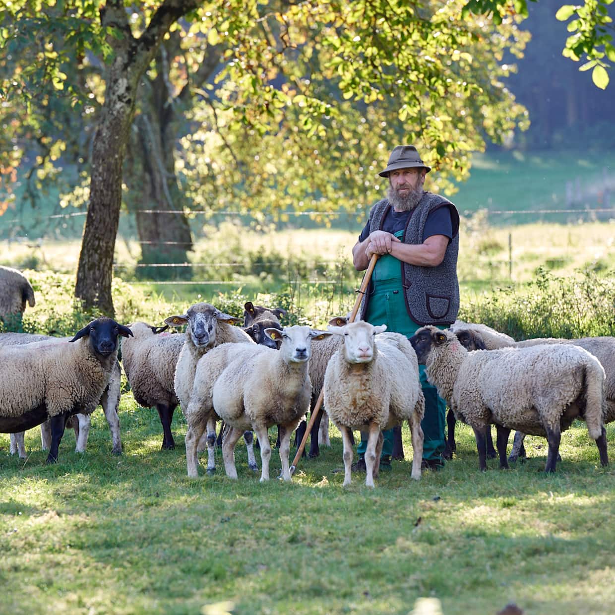 Lamm-Fleisch | EDEKA