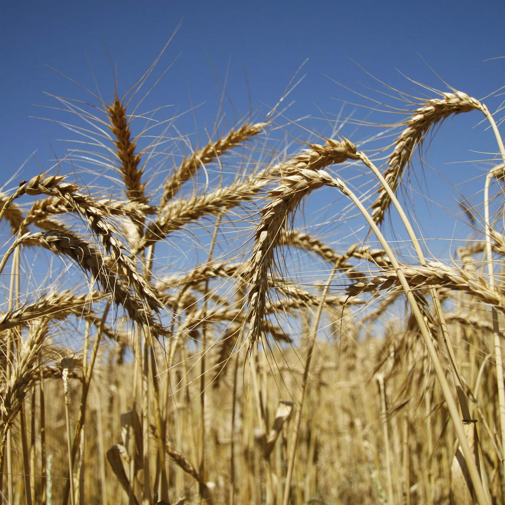 Weizenkeime: kleine Nährstoffbomben | EDEKA