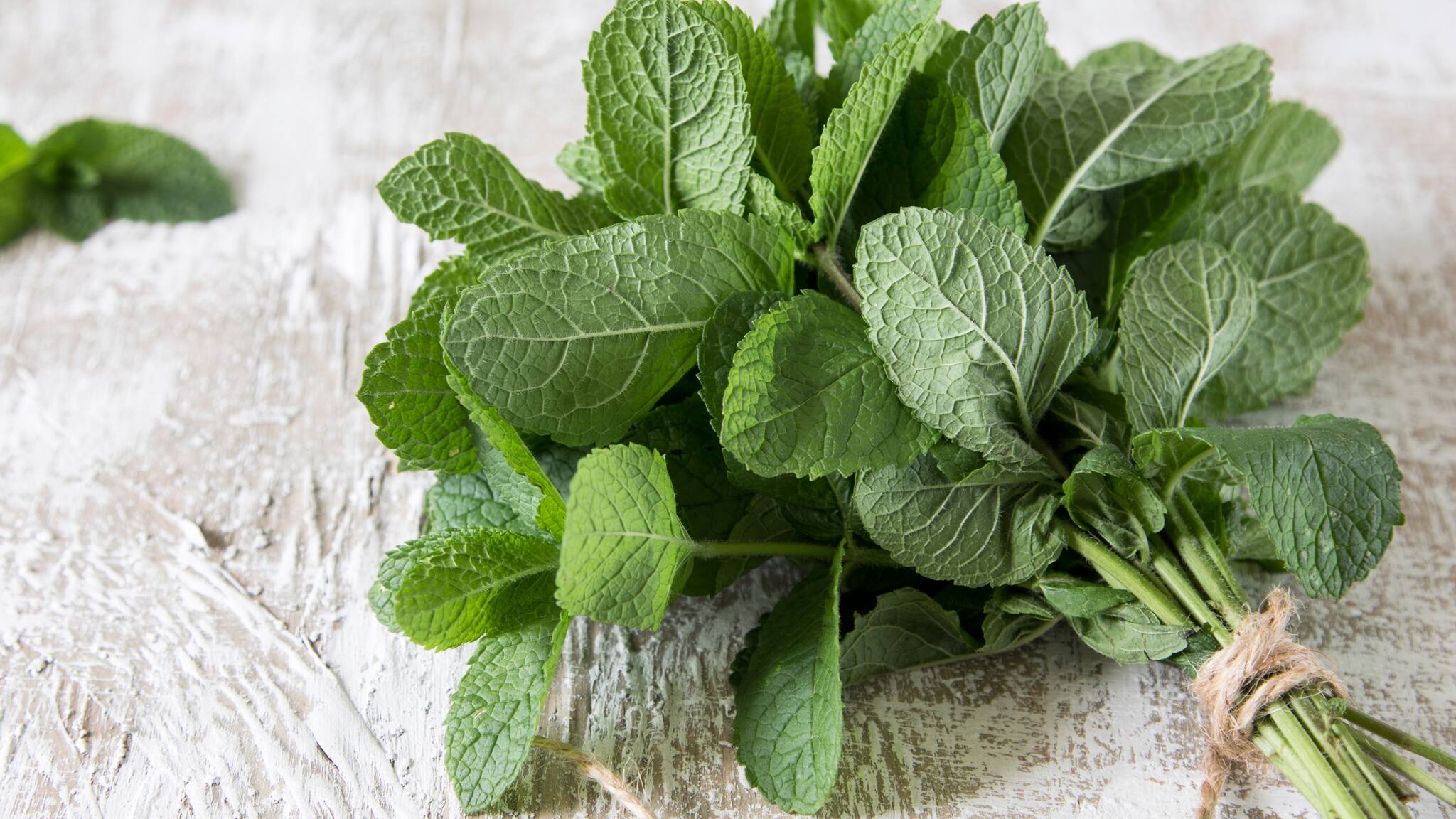 Minze trocknen: So konservieren Sie das Kraut | EDEKA