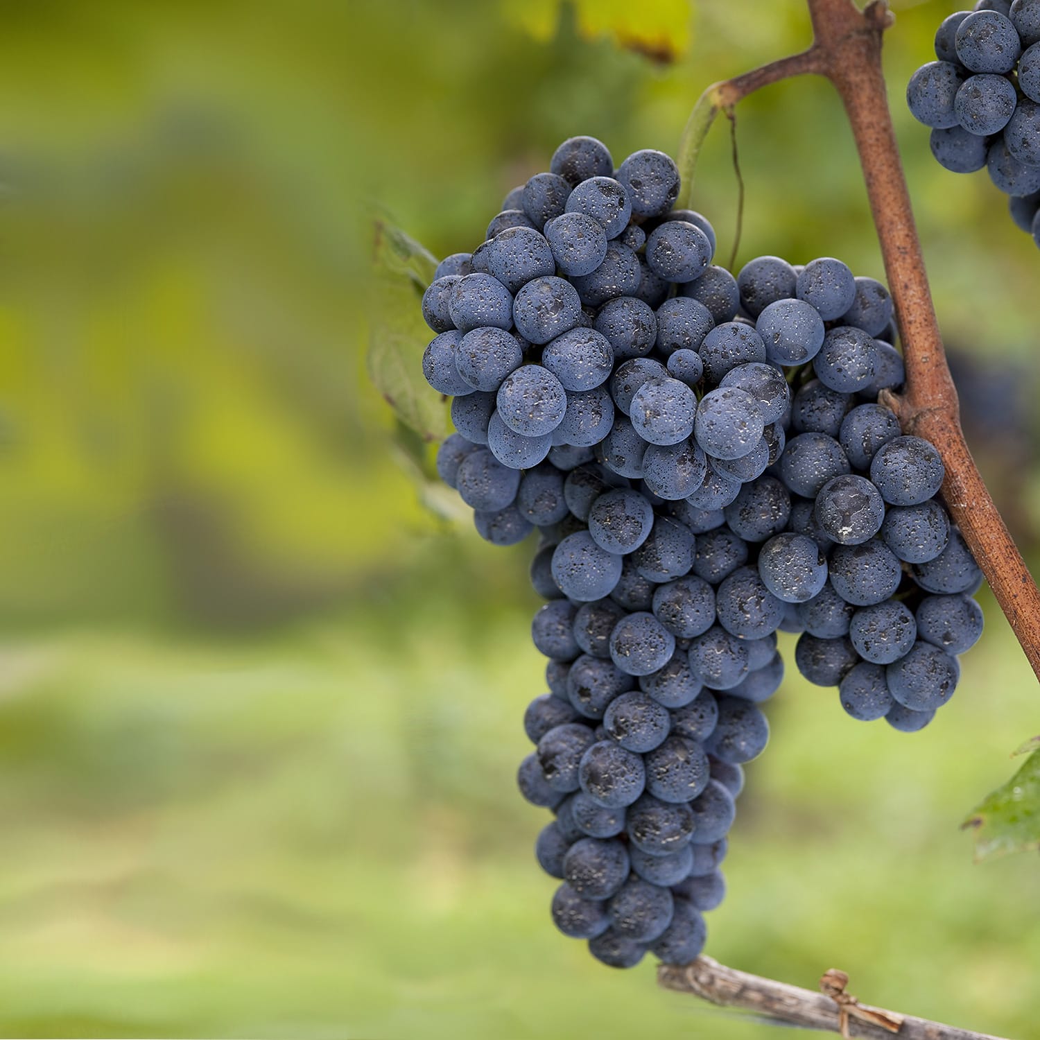 Rebsorten: kleine Übersicht | EDEKA