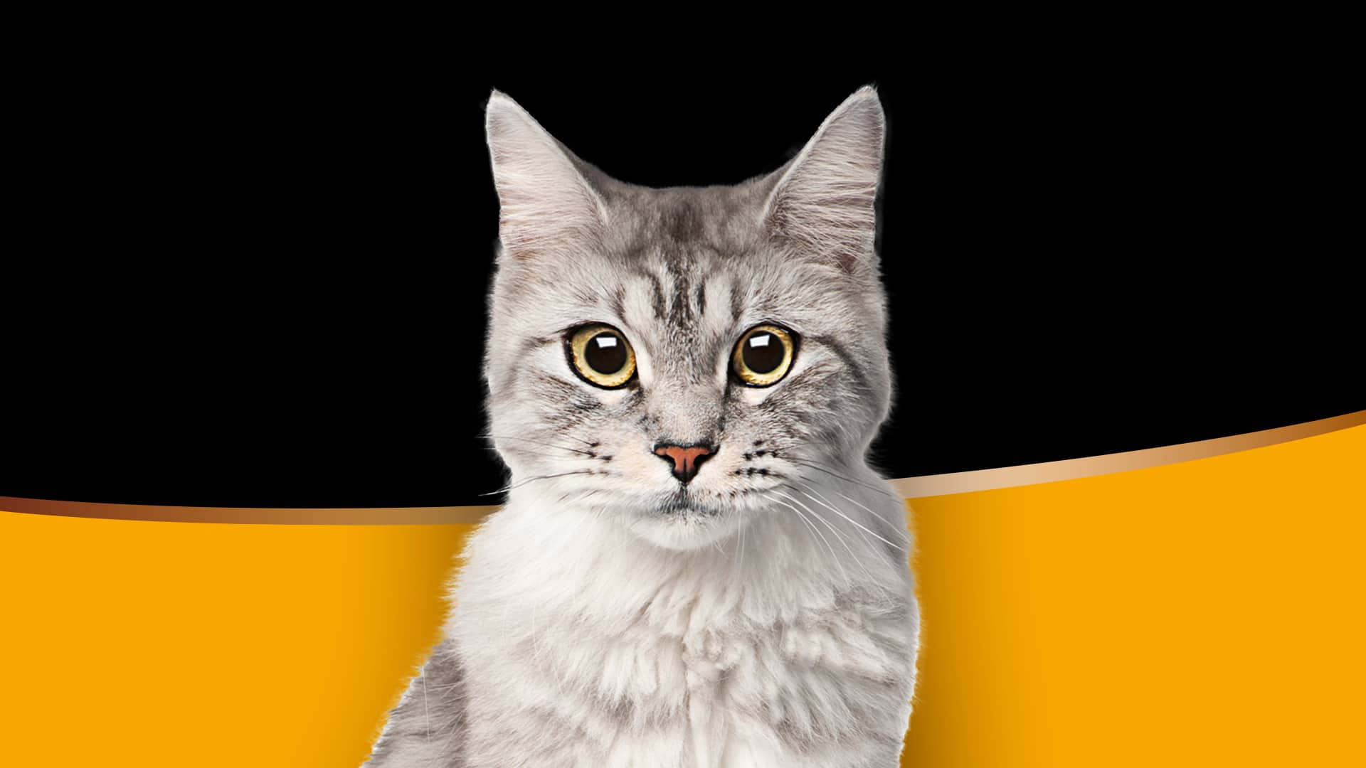 Cadora – Große Vielfalt für große und kleine Feinschmecker! | EDEKA