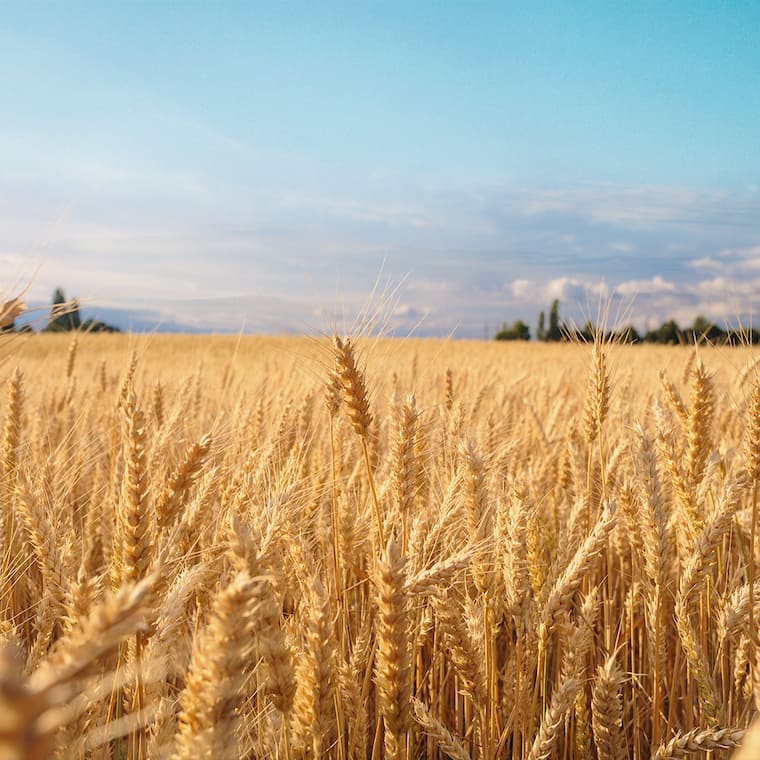 Pasta REY 1851 | EDEKA