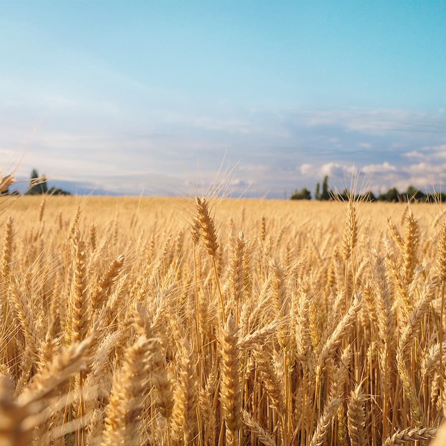 Pasta REY 1851 | EDEKA