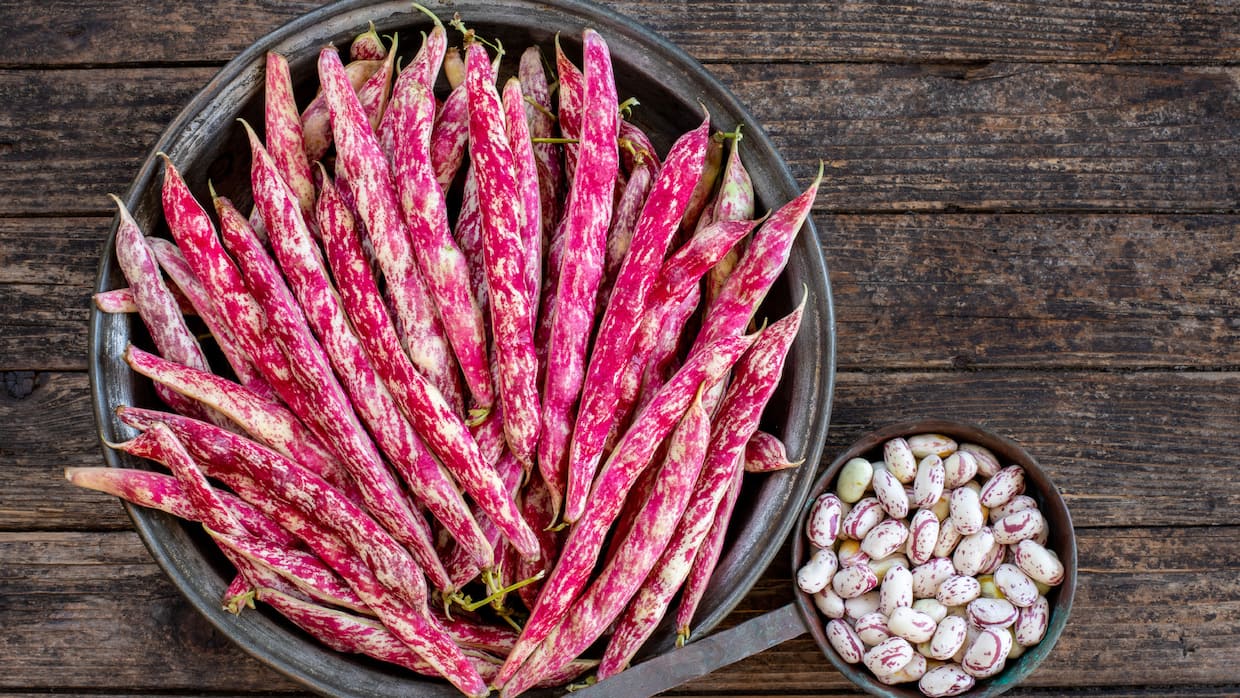 Borlotti-Bohnen | EDEKA