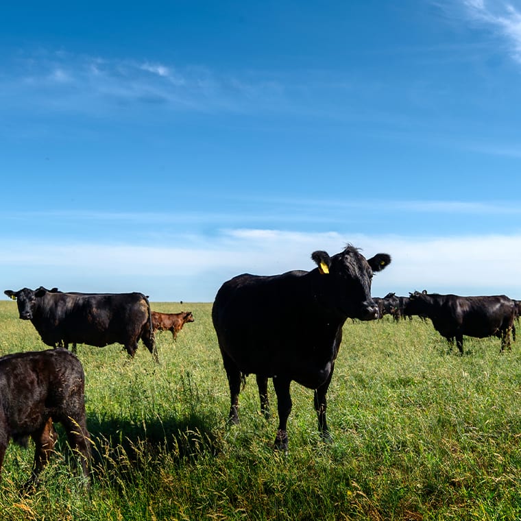 EDEKA Premium-Fleisch-Katalog 2025